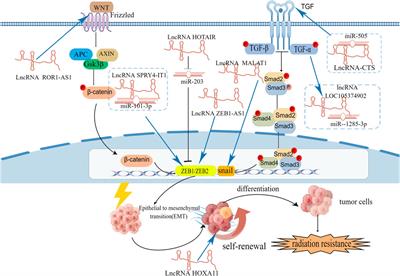 Frontiers | Molecular mechanisms of long noncoding RNAs associated with ...
