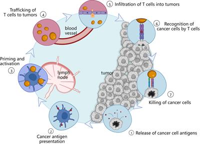 Frontiers | Exosomes as smart drug delivery vehicles for cancer ...