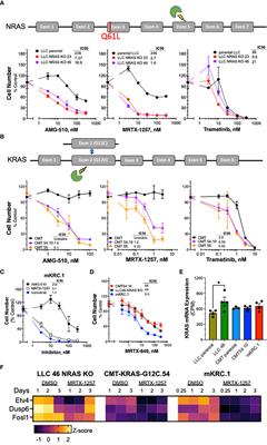 Frontiers | Evaluation of KRASG12C inhibitor responses in novel murine ...