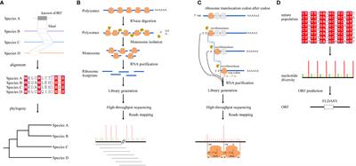 Frontiers | Identification of short open reading frames in plant genomes