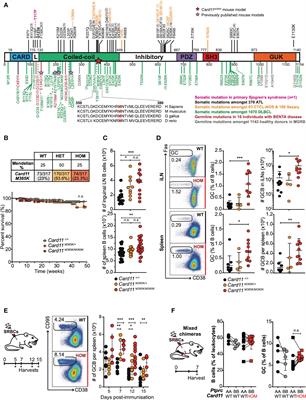 Frontiers | CARD11 gain-of-function mutation drives cell-autonomous ...