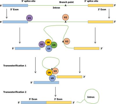 Frontiers | The regulatory role of alternative splicing in inflammatory ...