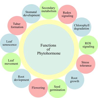 Frontiers | Phytohormones regulate the abiotic stress: An overview of ...
