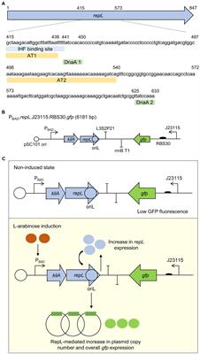 Frontiers | An adenine/thymidine-rich region is integral to RepL ...