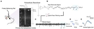 Frontiers | Layer-dependent stability of intracortical recordings and ...
