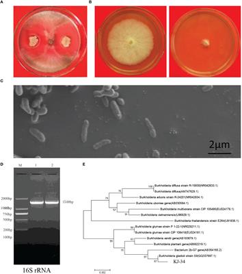 Frontiers | Burkholderia gladioli strain KJ-34 exhibits broad-spectrum ...