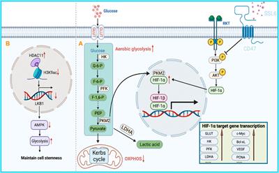Frontiers | Drug resistance mechanism of kinase inhibitors in the ...