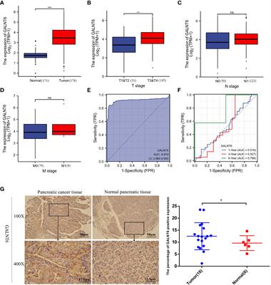 Frontiers | Knocking down GALNT6 promotes pyroptosis of pancreatic ...