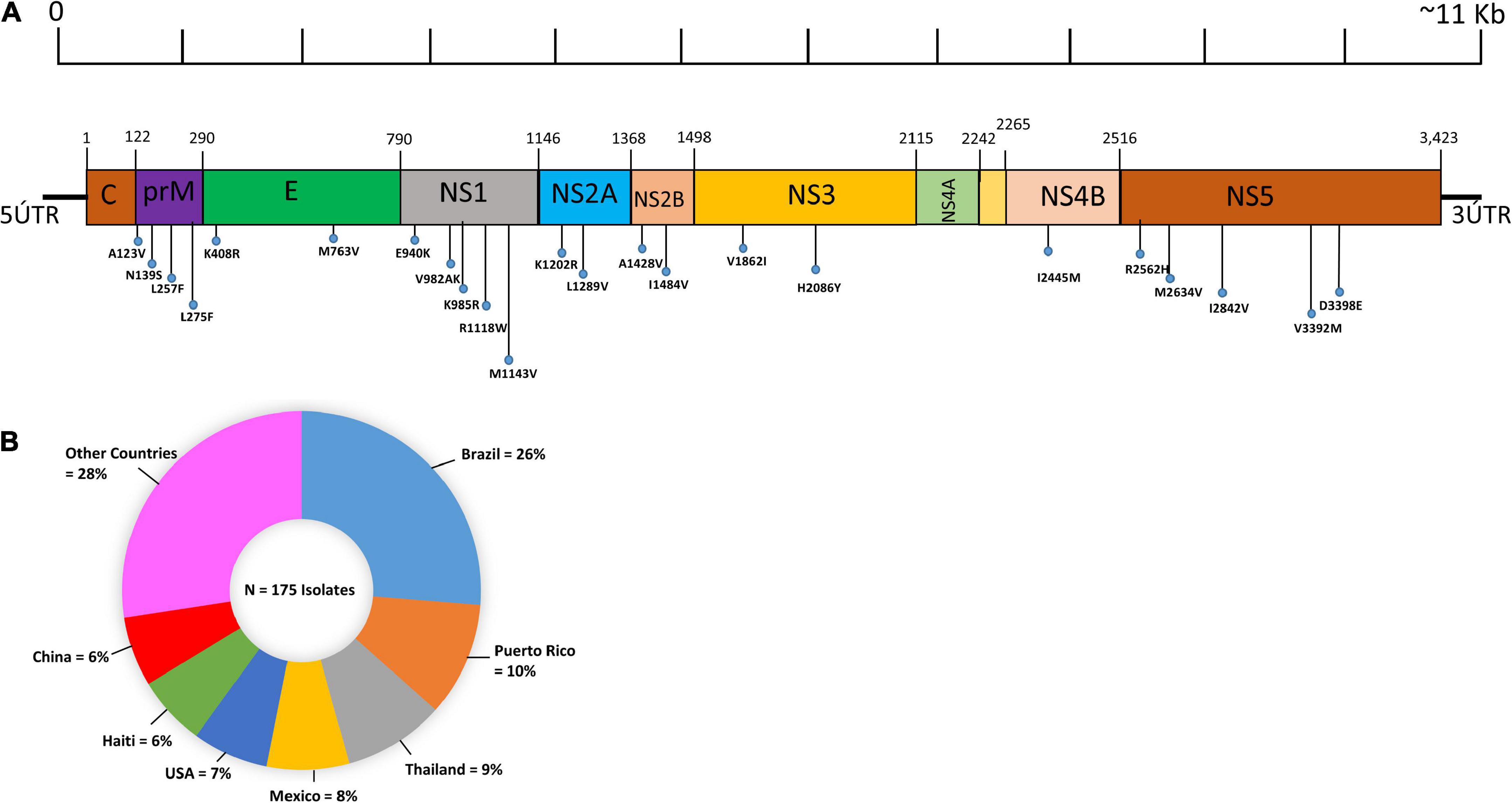 Frontiers | Comparative mutational analysis of the Zika virus genome ...
