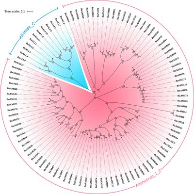 Frontiers | The genome wide analysis of Tryptophan Aminotransferase ...
