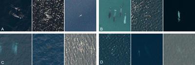 Frontiers | Scaling whale monitoring using deep learning: A human-in ...