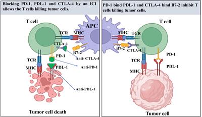 Frontiers | Interleukin-34 and immune checkpoint inhibitors: Unified ...
