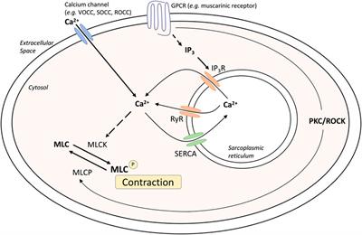 Frontiers | Advances in respiratory physiology in mouse models of ...
