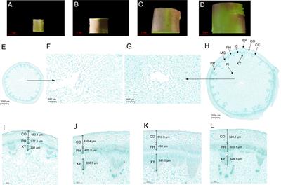 Frontiers | Combined analysis of the transcriptome and metabolome ...