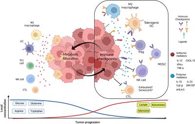 Frontiers | Partners in crime: The feedback loop between metabolic ...