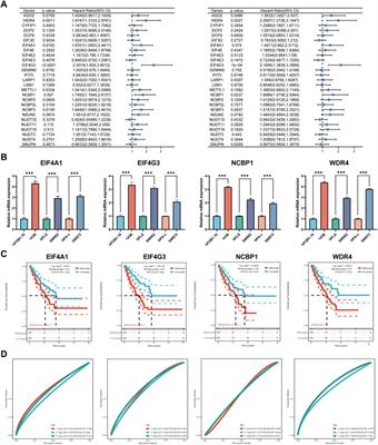 Frontiers | Identification and verification of m7G-Related genes as ...