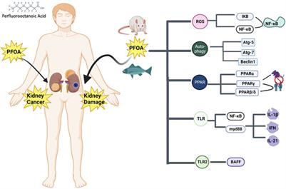 Frontiers | Perfluorooctanoic acid (PFOA) exposure in relation to the ...