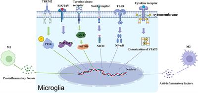 Frontiers | Microglia activation in central nervous system disorders: A ...