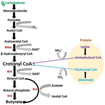Frontiers | Butyrate producers, “The Sentinel of Gut”: Their intestinal ...