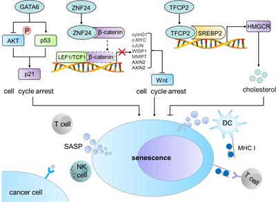 Frontiers | Editorial: Induced cell senescence as a therapeutic ...