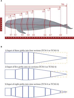 Frontiers | Marine mammal morphometrics: 3D modeling and estimation ...