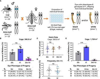 Frontiers | Evaluating the mating competency of genetically modified ...