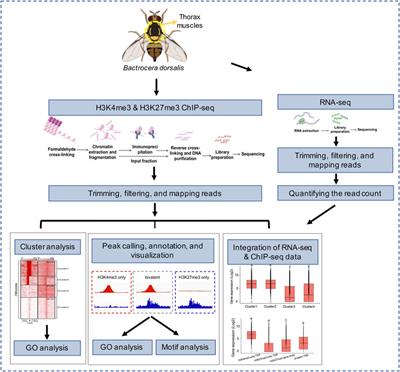 Frontiers | ChIP-seq profiling of H3K4me3 and H3K27me3 in an invasive ...