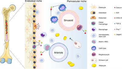 Frontiers | A potential area of use for immune checkpoint inhibitors ...