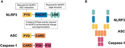 Frontiers | The mechanism of NLRP3 inflammasome activation and its ...