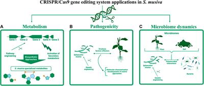 Frontiers | Establishment of a genome editing tool using CRISPR-Cas9 ...
