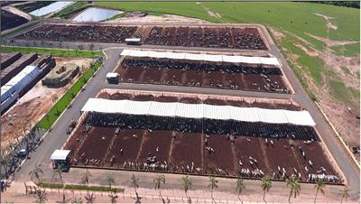 Frontiers | Economically sustainable shade design for feedlot cattle