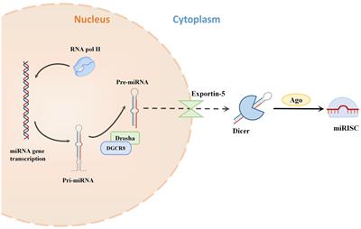 Frontiers | Emerging roles of miRNAs in neuropathic pain: From new ...