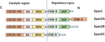 Frontiers | Perspectives of PDE inhibitor on treating idiopathic ...