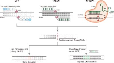 Frontiers | Advances in CRISPR/Cas gene therapy for inborn errors of ...
