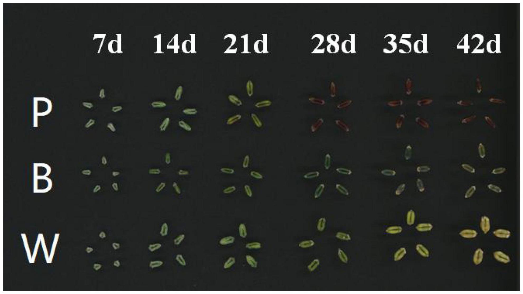 Frontiers | Grain color formation and analysis of correlated genes by ...