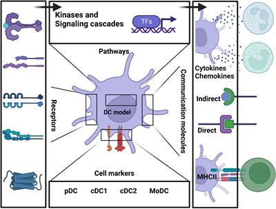 Frontiers | A multiscale mechanistic model of human dendritic cells for ...