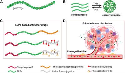 Frontiers | Engineered elastin-like polypeptides: An efficient platform ...