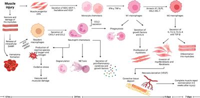 Frontiers | Inflammatory myopathies and beyond: The dual role of ...