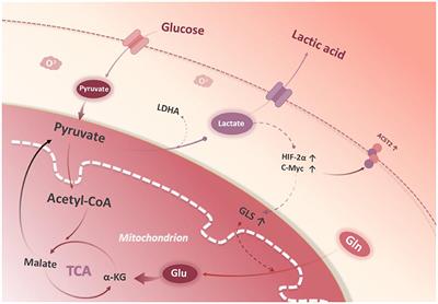 Frontiers | Lactate in the tumor microenvironment: A rising star for ...