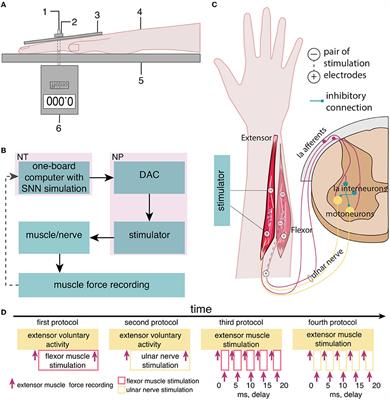 Frontiers | Neurointerface with oscillator motifs for inhibitory effect ...