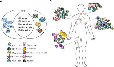 Frontiers | The other immuno-PET: Metabolic tracers in evaluation of ...