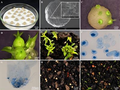 Frontiers | A novel method to produce massive seedlings via symbiotic ...