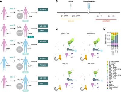 Frontiers | Single-cell clonal tracking of persistent T-cells in ...
