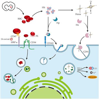 Frontiers | Research progress of endogenous hematoma absorption after ...