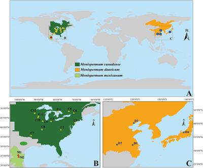Frontiers | Phylogenomics and phylogeography of Menispermum ...