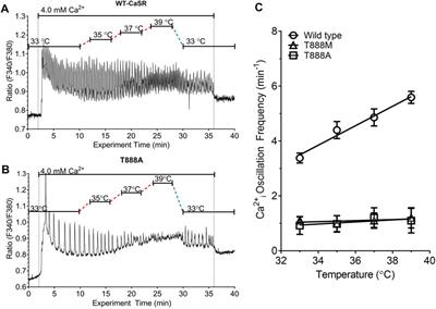 Frontiers | Temperature sensing by the calcium-sensing receptor