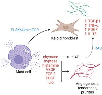 Frontiers | An updated review of the immunological mechanisms of keloid ...