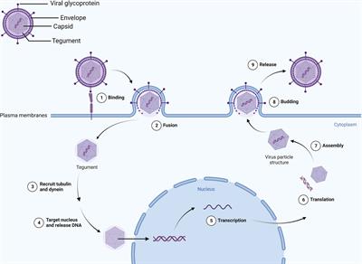 Frontiers | When herpes simplex virus encephalitis meets antiviral ...
