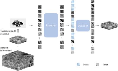 Frontiers | Learning the heterogeneous representation of brain's ...