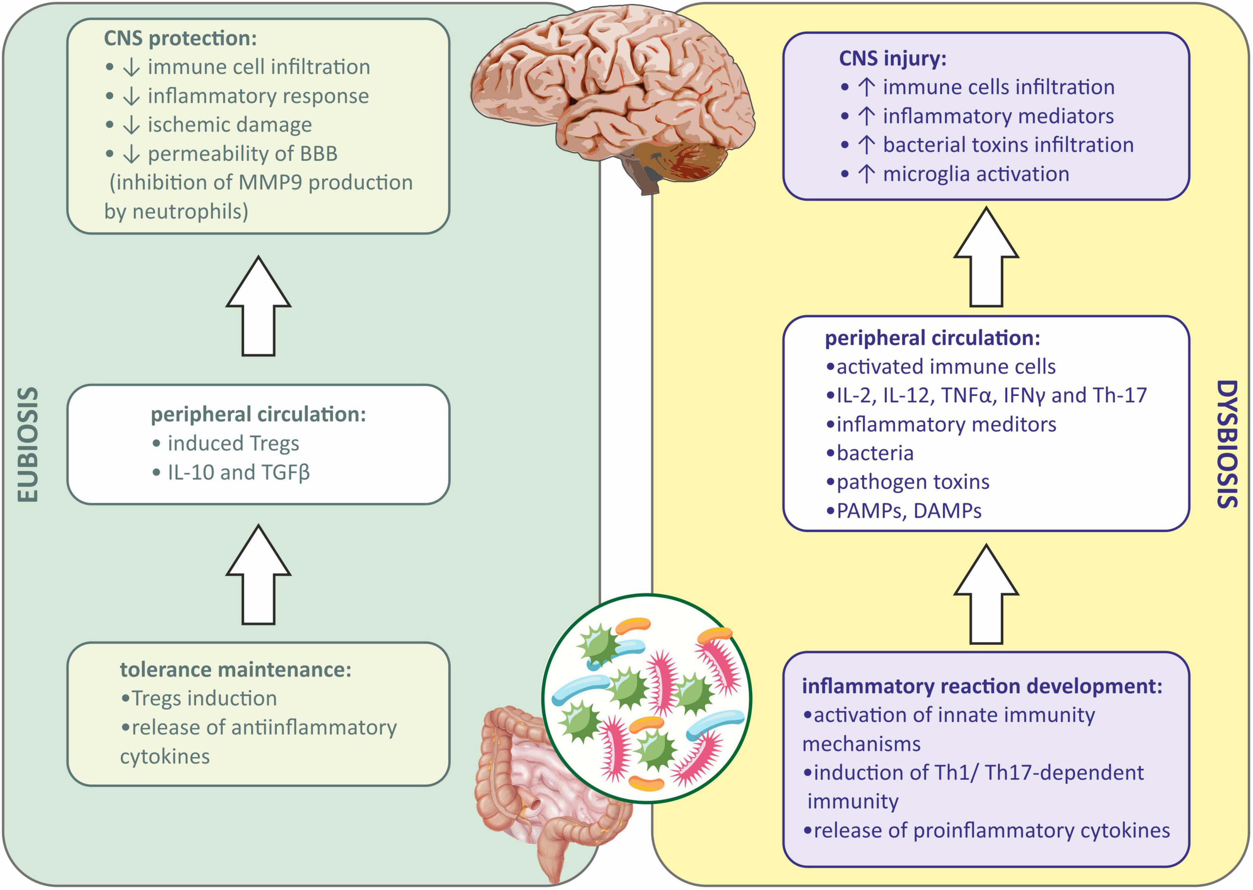 Frontiers | Communication of gut microbiota and brain via immune and ...